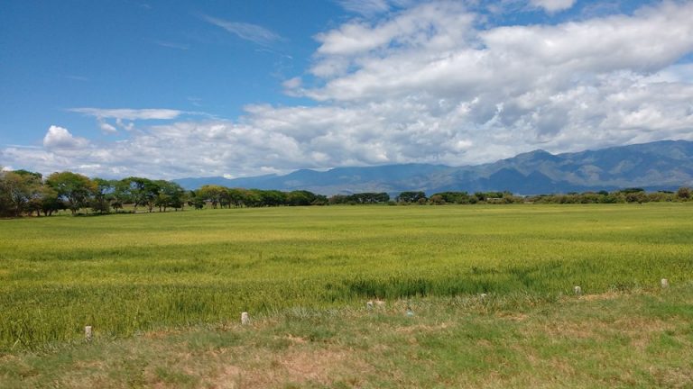 Baraya | Red Huila. Negocios, Turismo, Gastronomía y algo más...